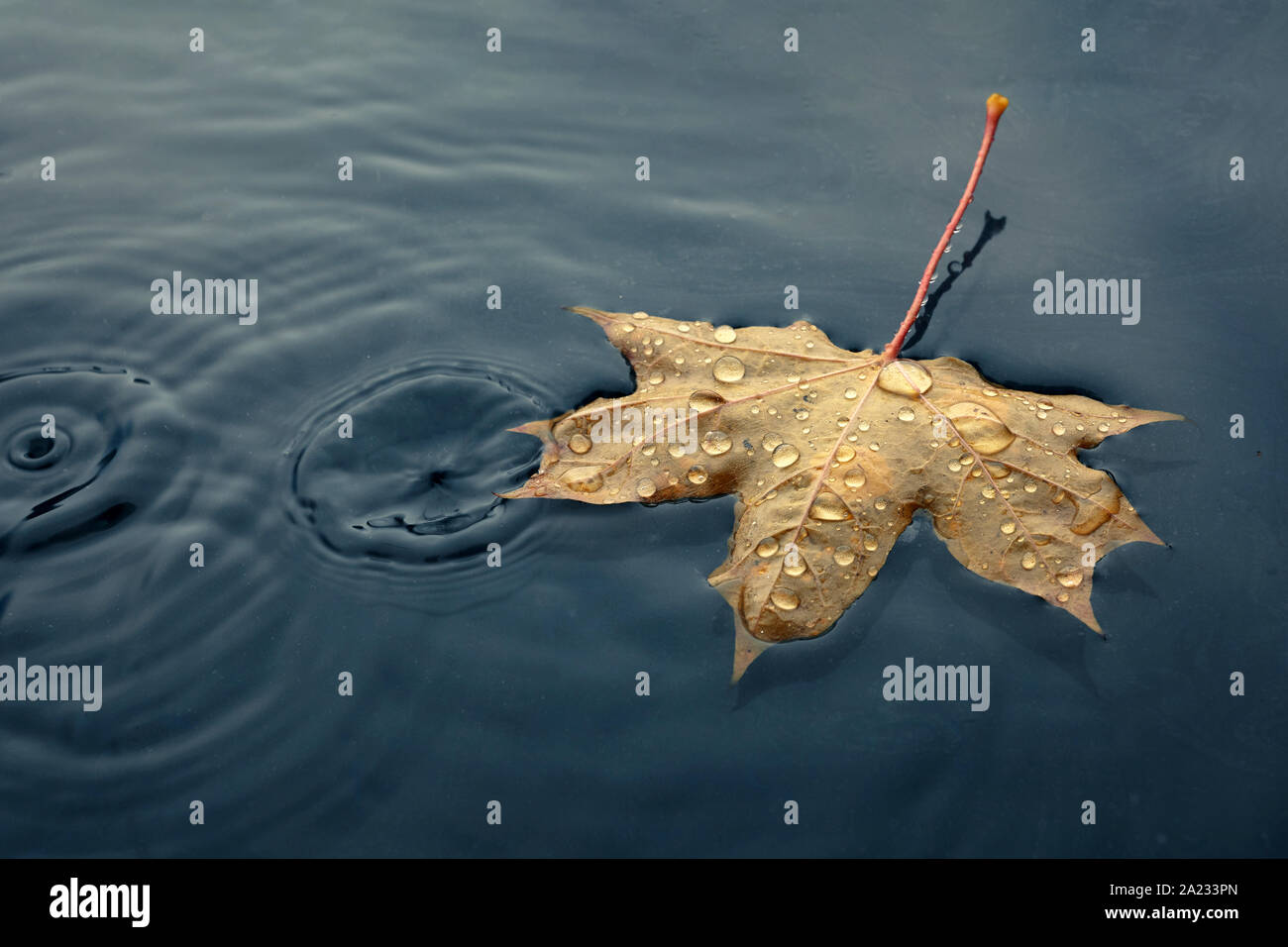 Autumn marple leaf on rippled water surface Stock Photo - Alamy