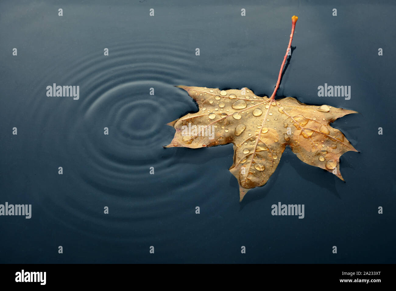 Autumn marple leaf on rippled water surface Stock Photo - Alamy