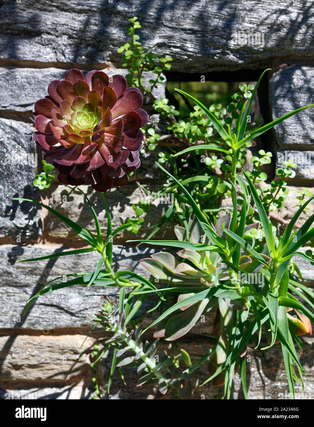 Succulents vertical hi-res stock photography and images - Alamy