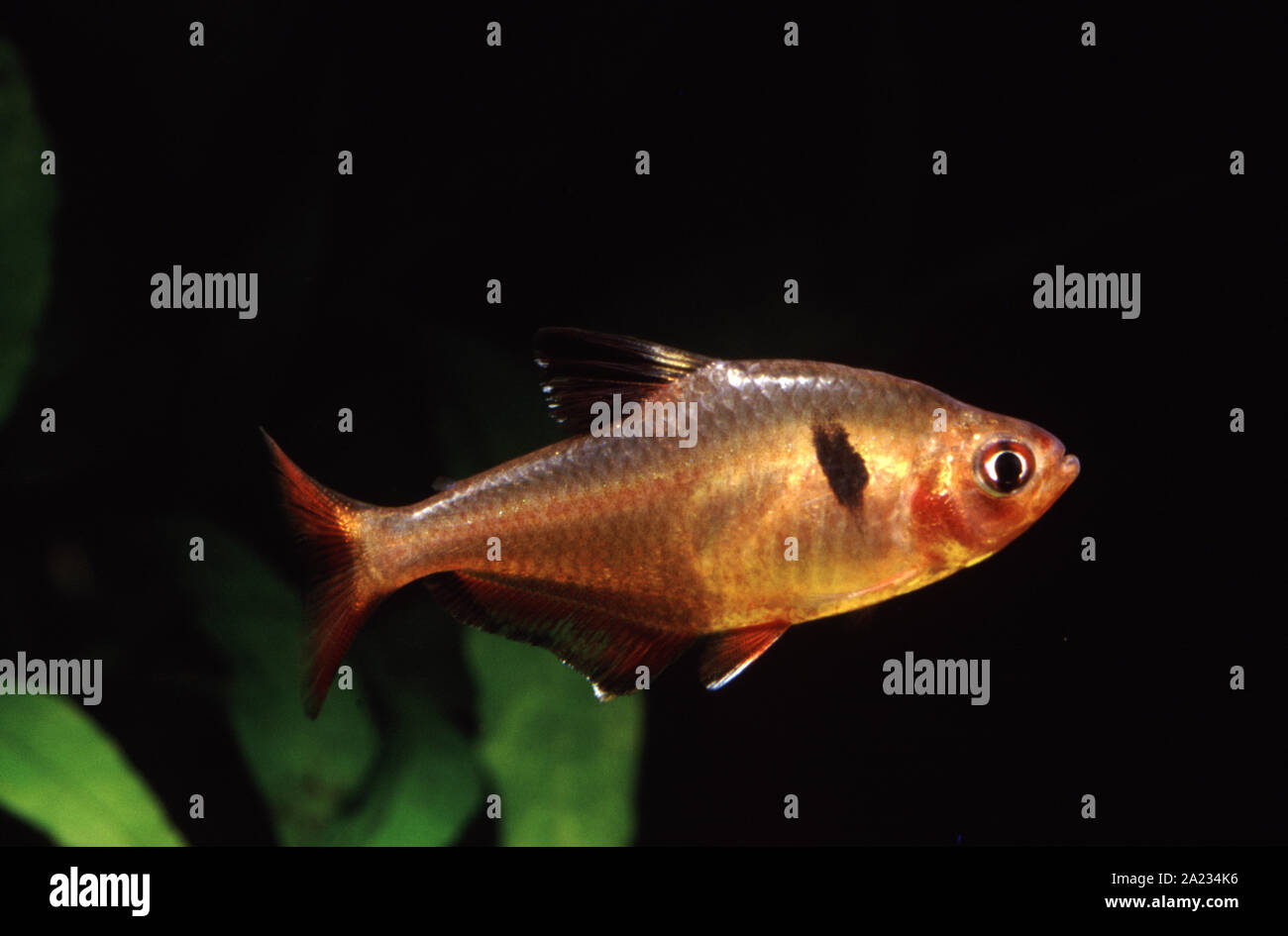 Serpae Tetra Male Or Female