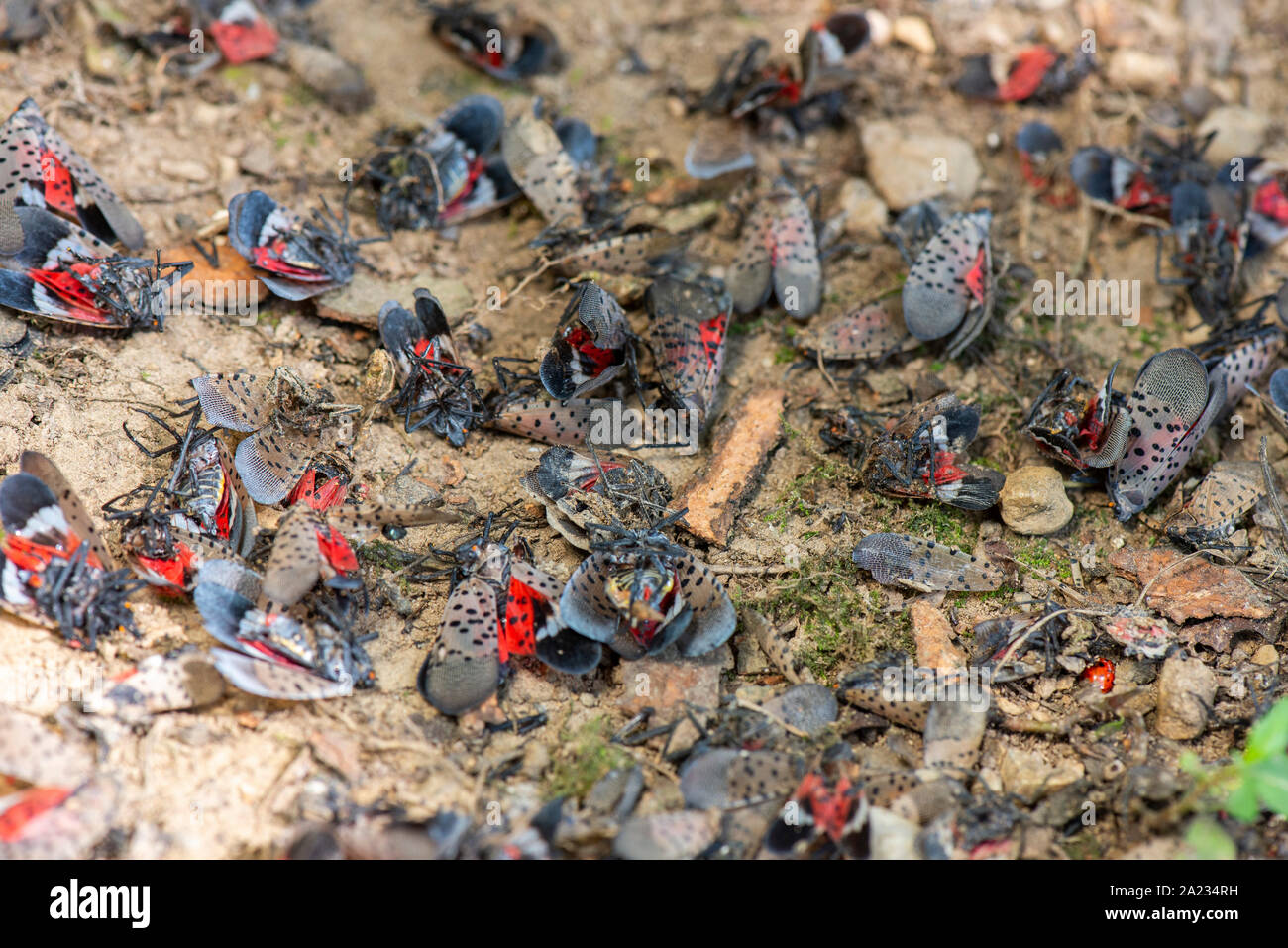 GROUP OF DEAD SPOTTED LANTERNFLY (LYCORMA DELICATULA) ADULTS AT BASE OF ...