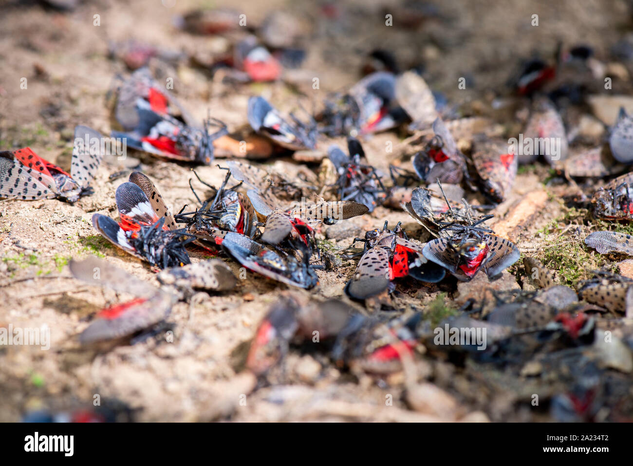 GROUP OF DEAD SPOTTED LANTERNFLY (LYCORMA DELICATULA) ADULTS AT BASE OF ...