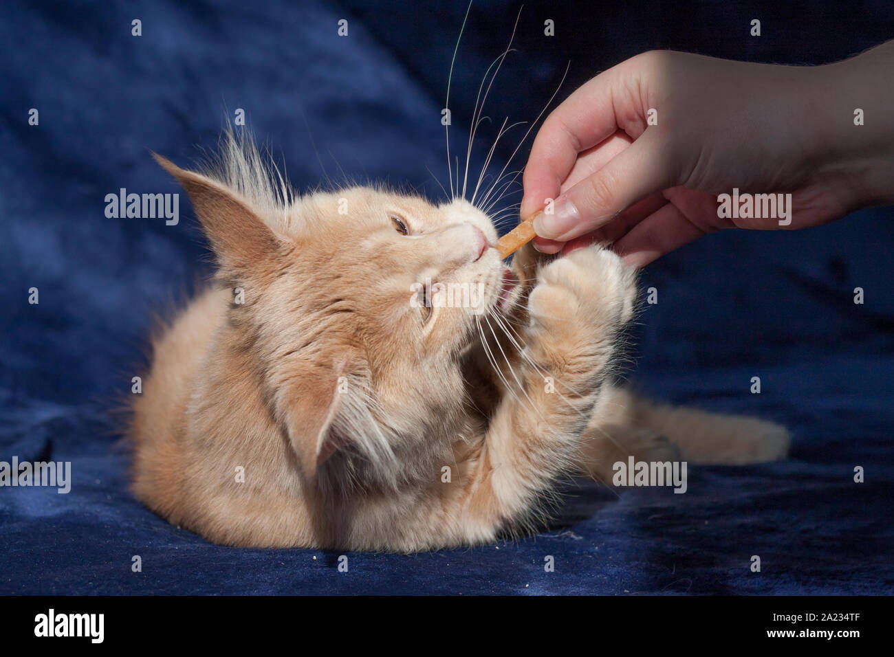 Maine coon tabby kitty eating meat from it owners hand Stock Photo - Alamy