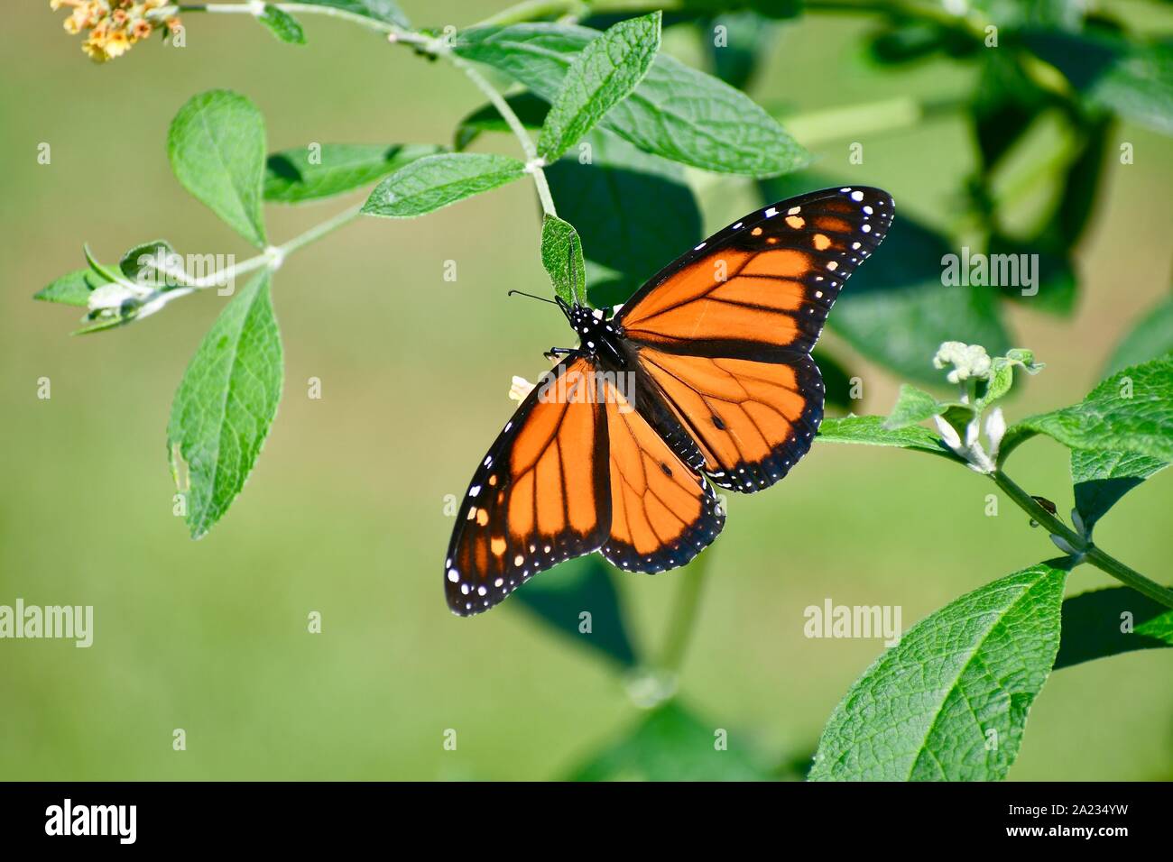 Monarch bush hi-res stock photography and images - Alamy
