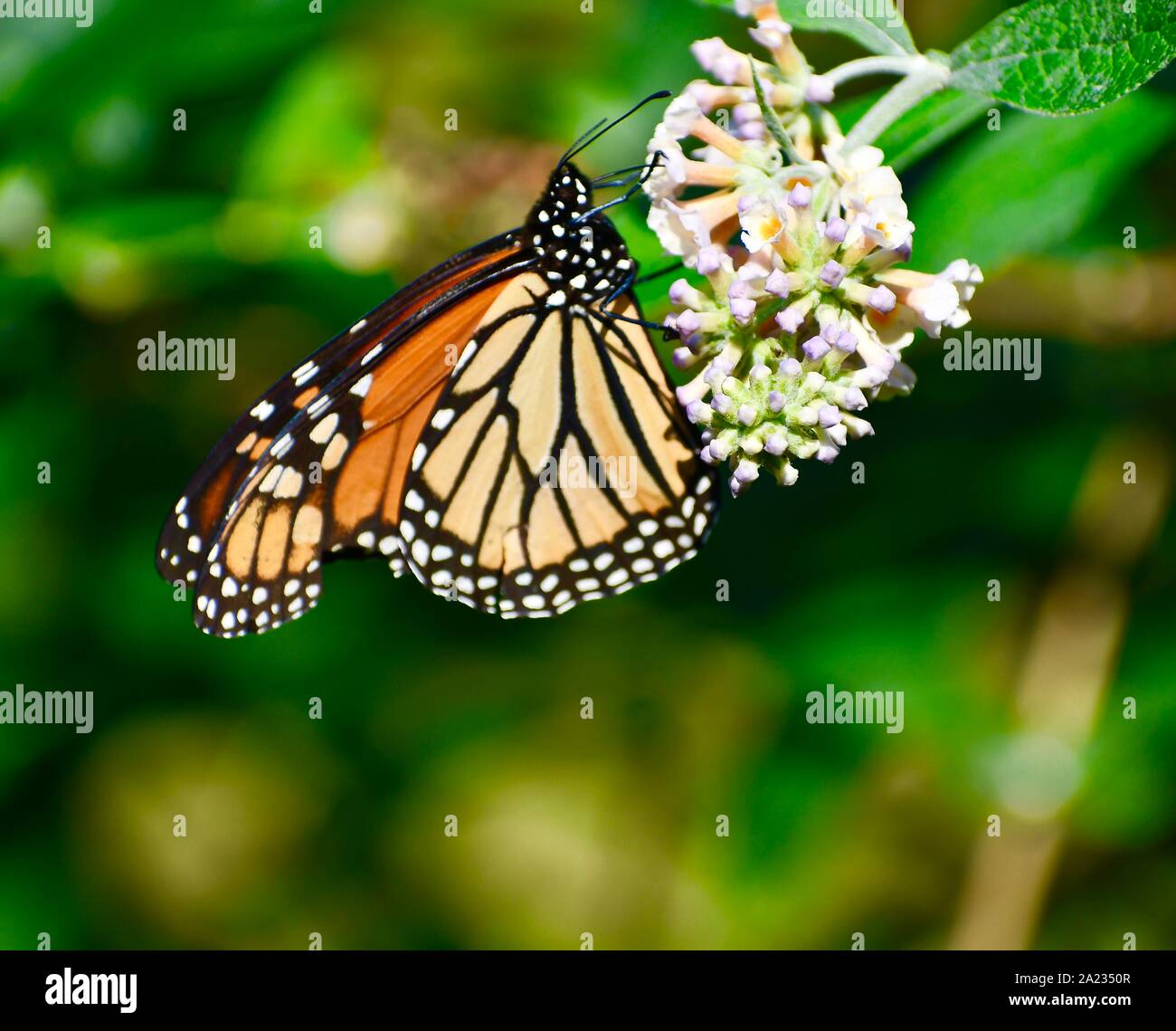 Monarch bush hi-res stock photography and images - Alamy