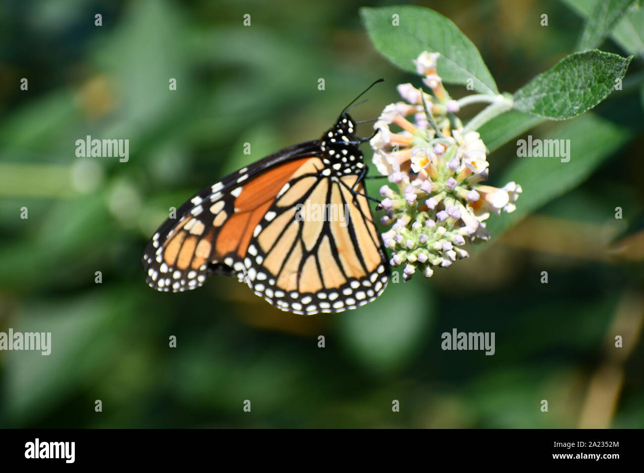 Monarch bush hi-res stock photography and images - Alamy