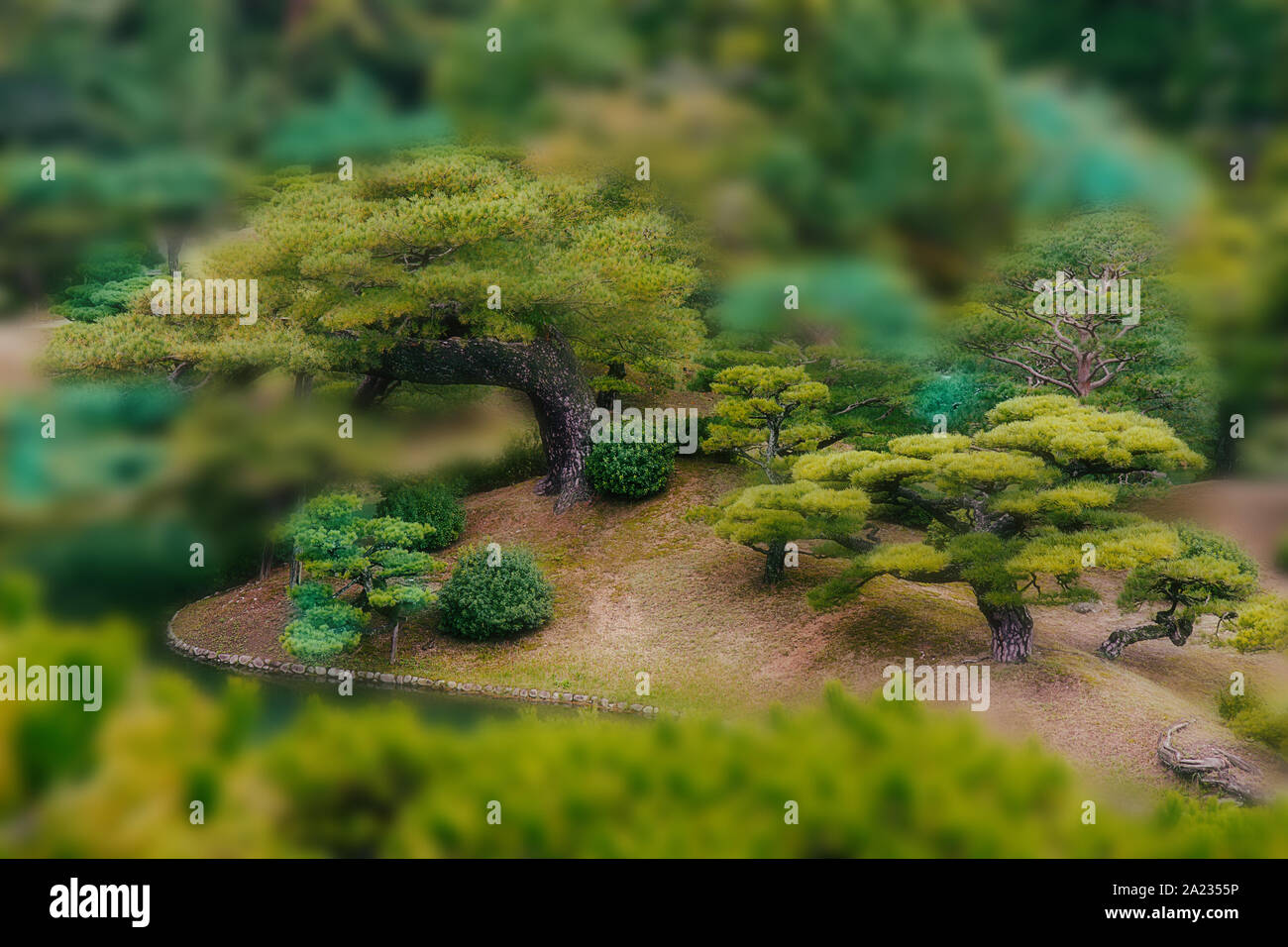 the magic forest , japan Stock Photo - Alamy