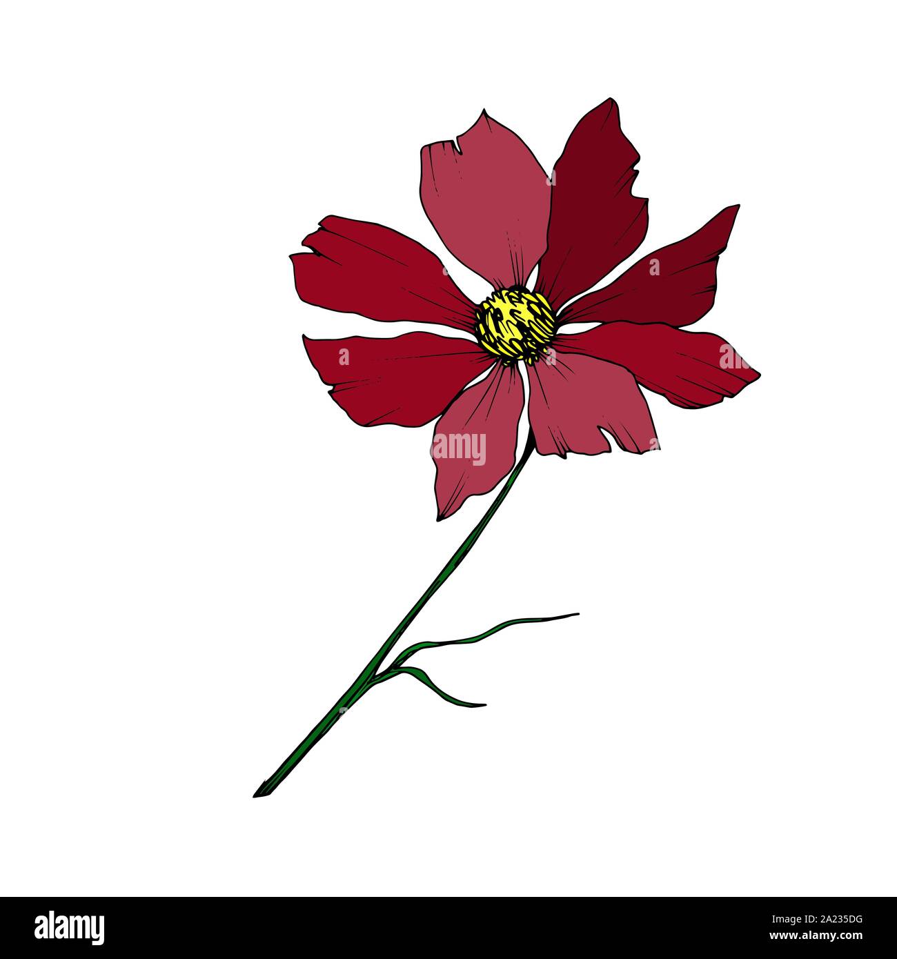 Vector Cosmos floral botanical flowers. Black and white engraved ink ...