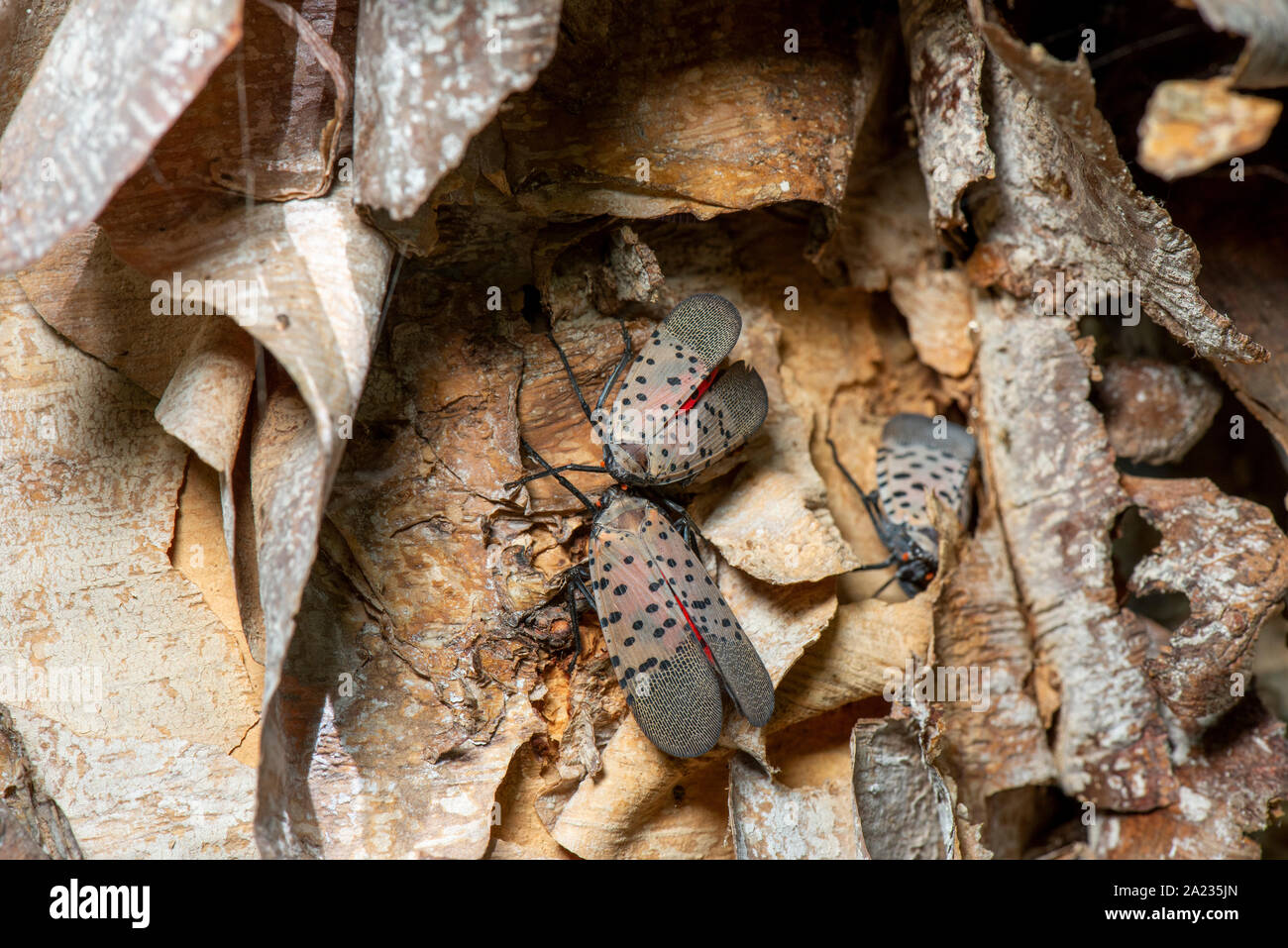 MATING PAIR OF SPOTTED LANTERNFLY (LYCORMA DELICATULA) ADULTS SHOWING ...
