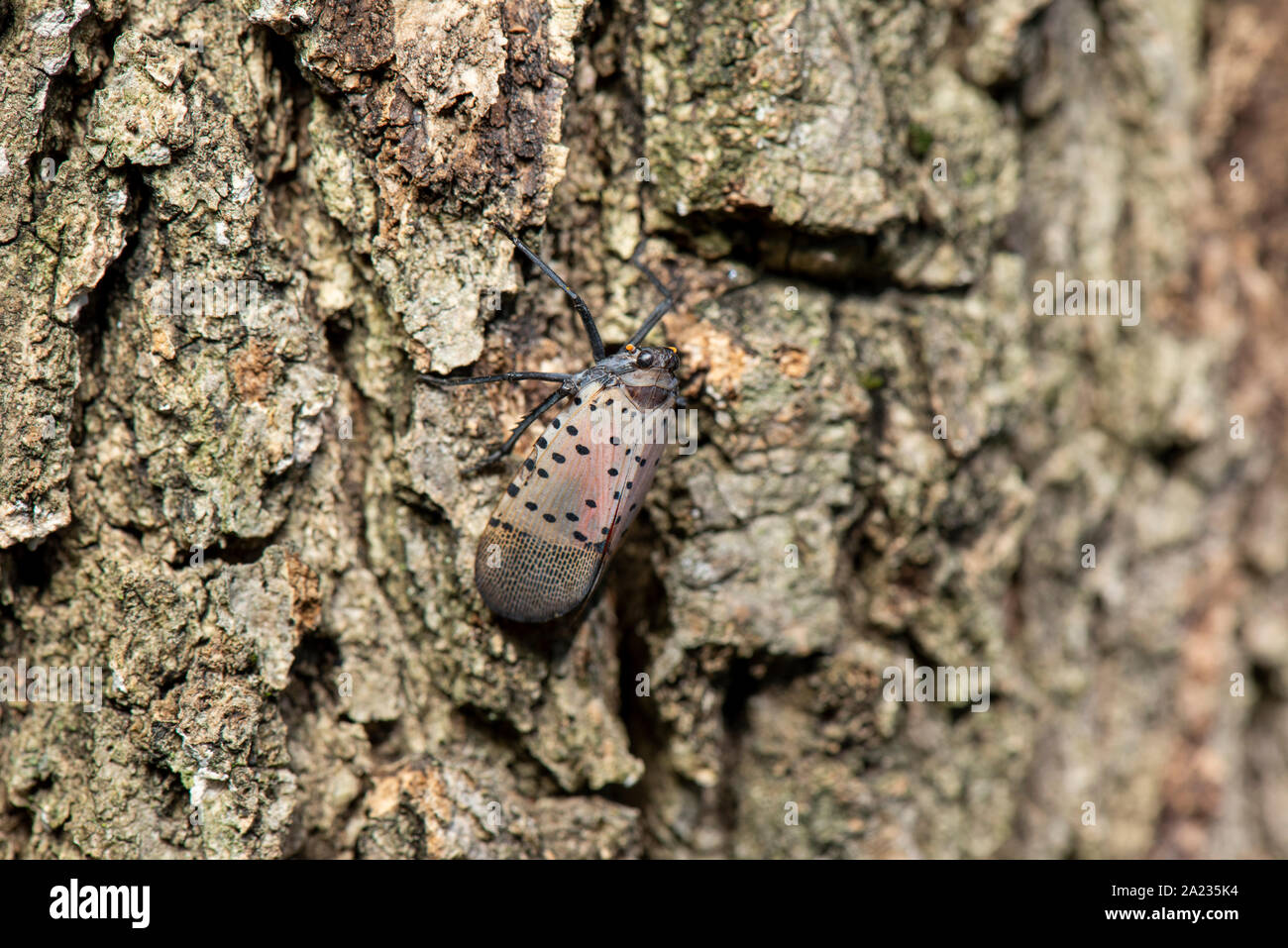 Adult Spotted Lanternfly High Resolution Stock Photography and Images ...
