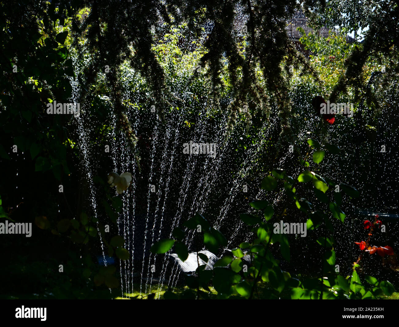 Wide spray of water drops in the air and between plants when watering ...
