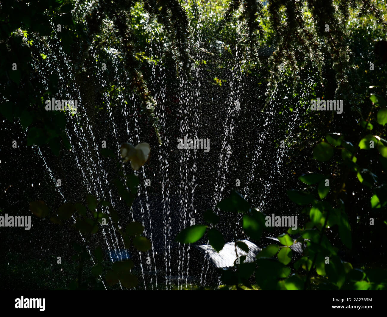 Wide spray of water drops in the air and between plants when watering ...