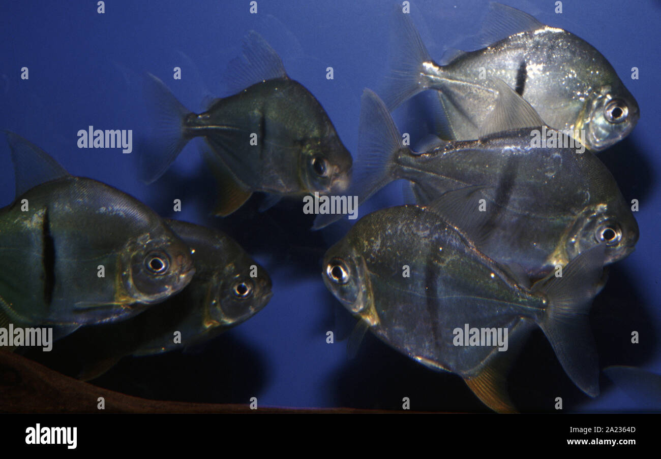 Black-barred pacu, Myloplus schomburgkii Stock Photo - Alamy