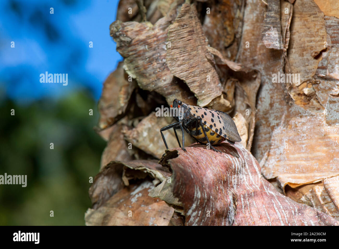 SPOTTED LANTERNFLY (LYCORMA DELICATULA) GRAVID FEMALE WITH ENLARGED ...