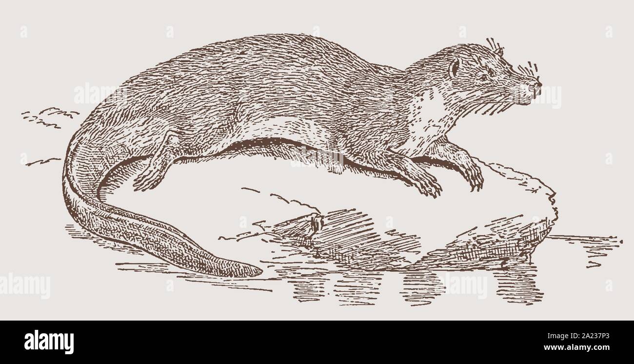 Giant otter shrew potamogale velox Stock Vector Images - Alamy