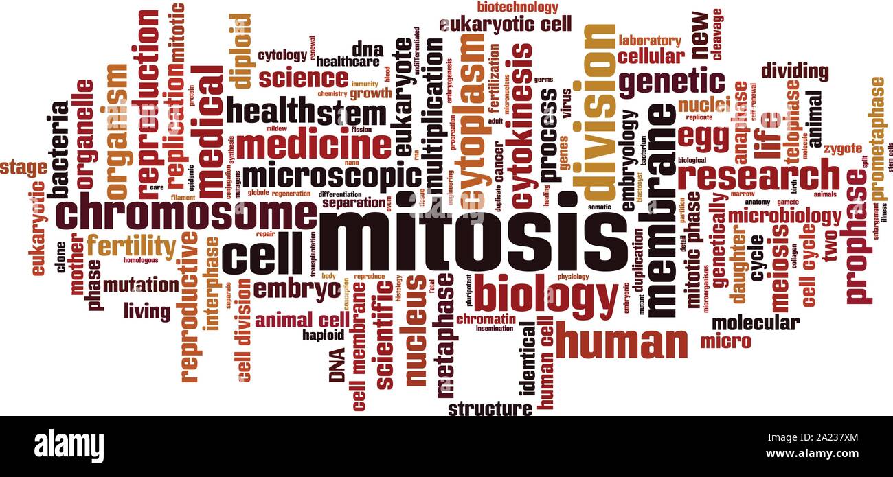 Mitosis word cloud concept. Collage made of words about mitosis. Vector ...