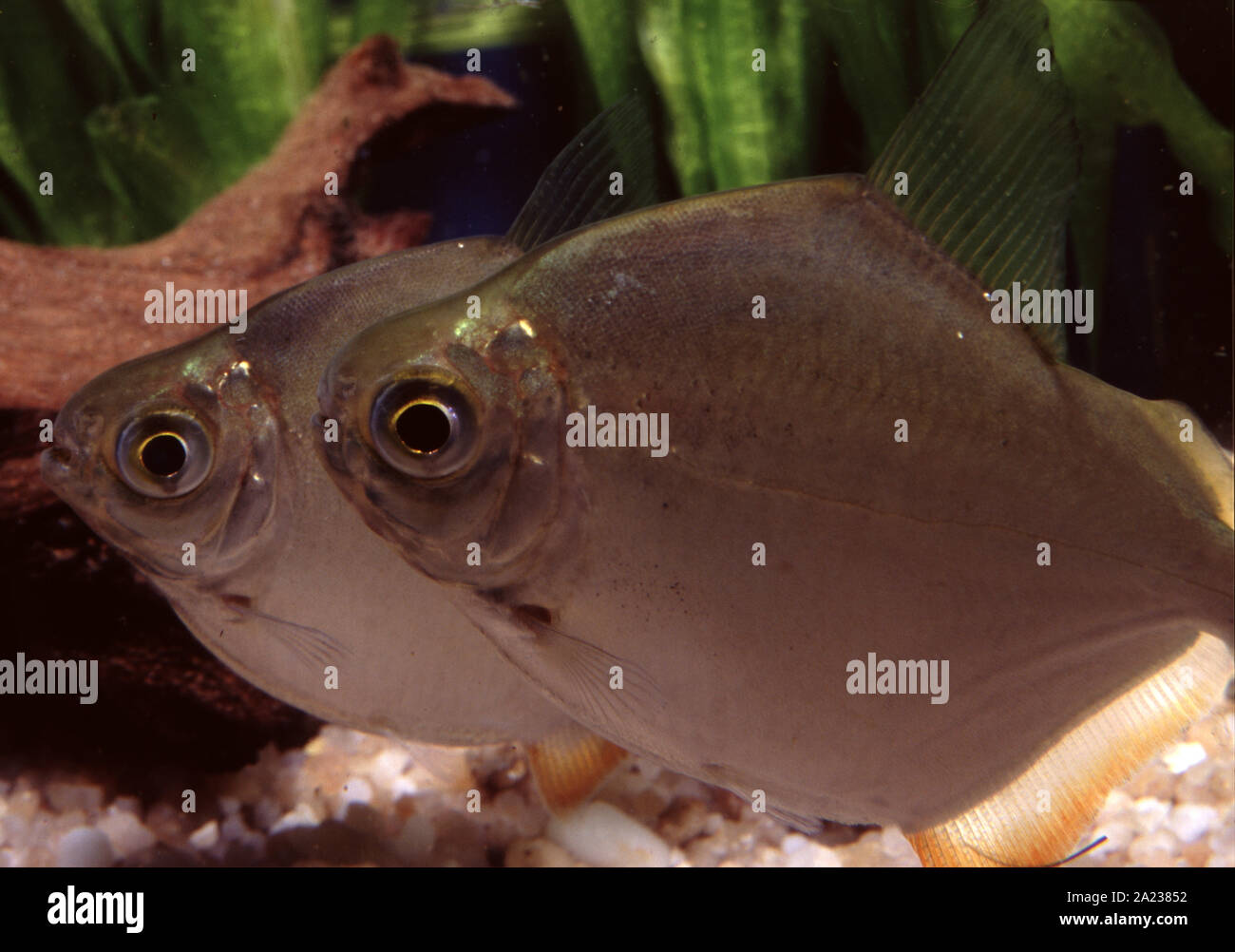 Silver dollar tetra, Metynnis argenteus Stock Photo - Alamy