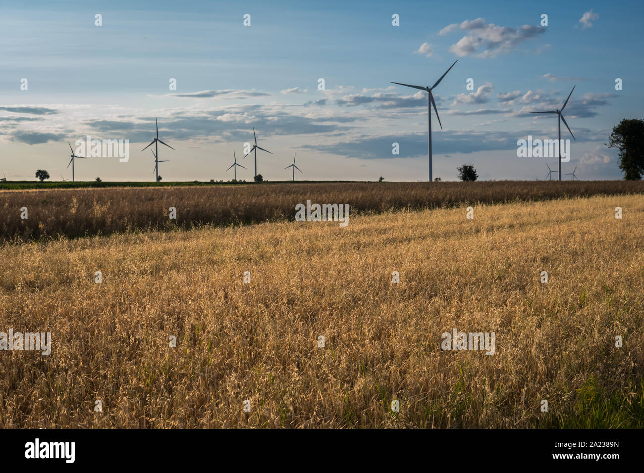 oat growing in the field with wind turbines during sunset Stock Photo ...