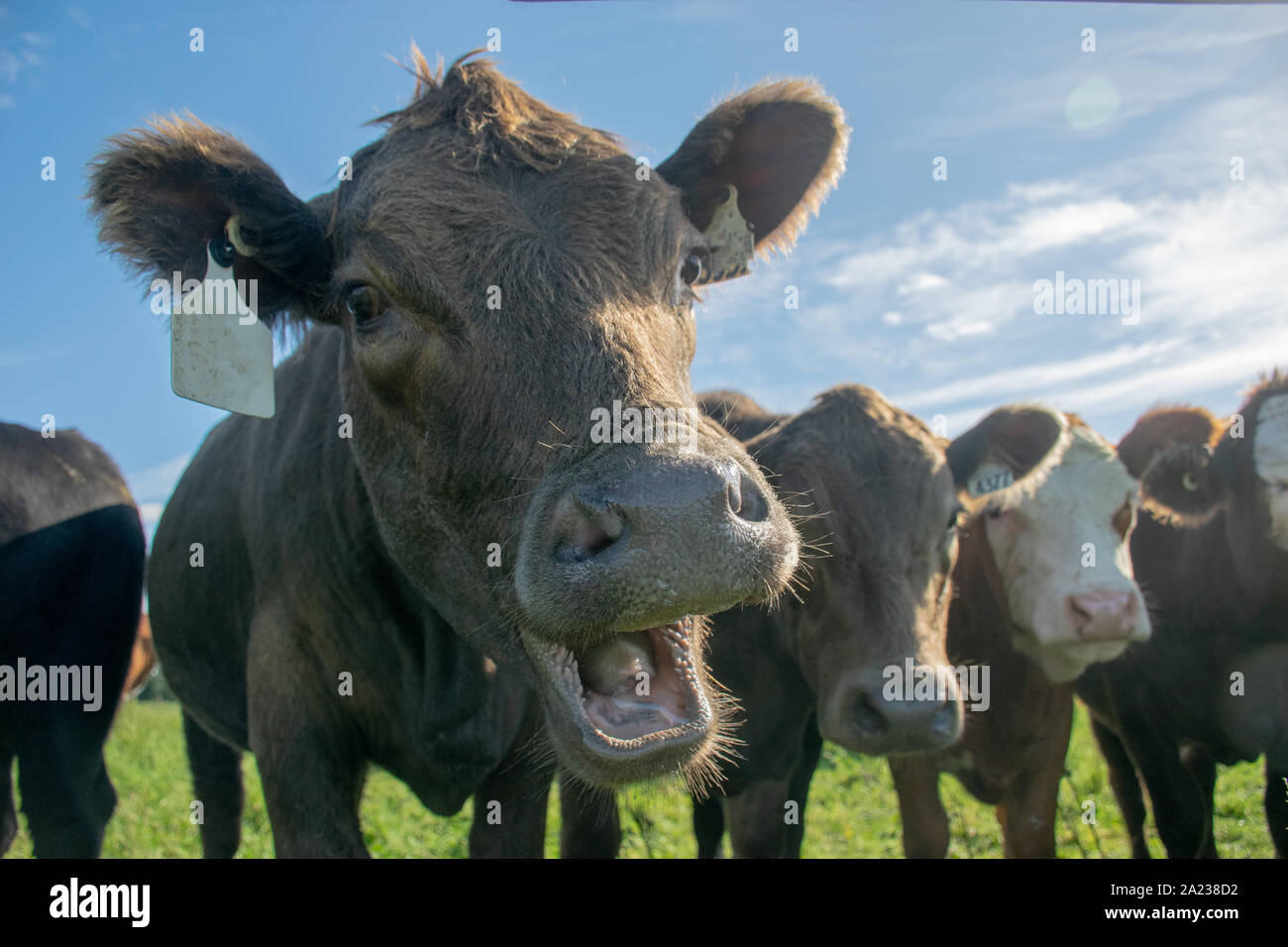 cow with her mouth open Stock Photo - Alamy