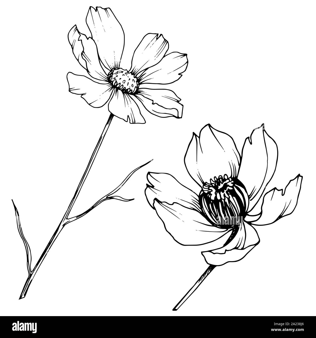 Vector Cosmos floral botanical flowers. Black and white engraved ink ...