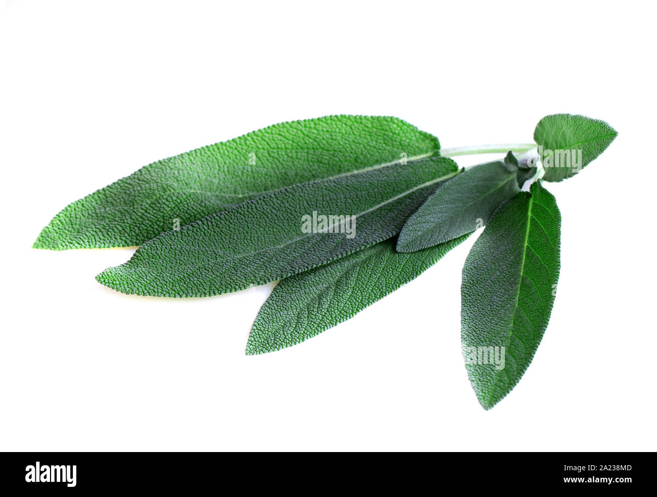 Sage green and white kitchen hi-res stock photography and images - Alamy