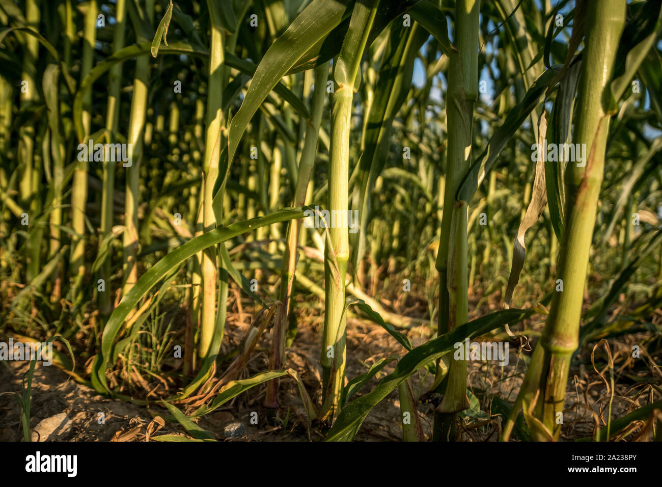 tunnel inside of a corn growing in the field Stock Photo - Alamy