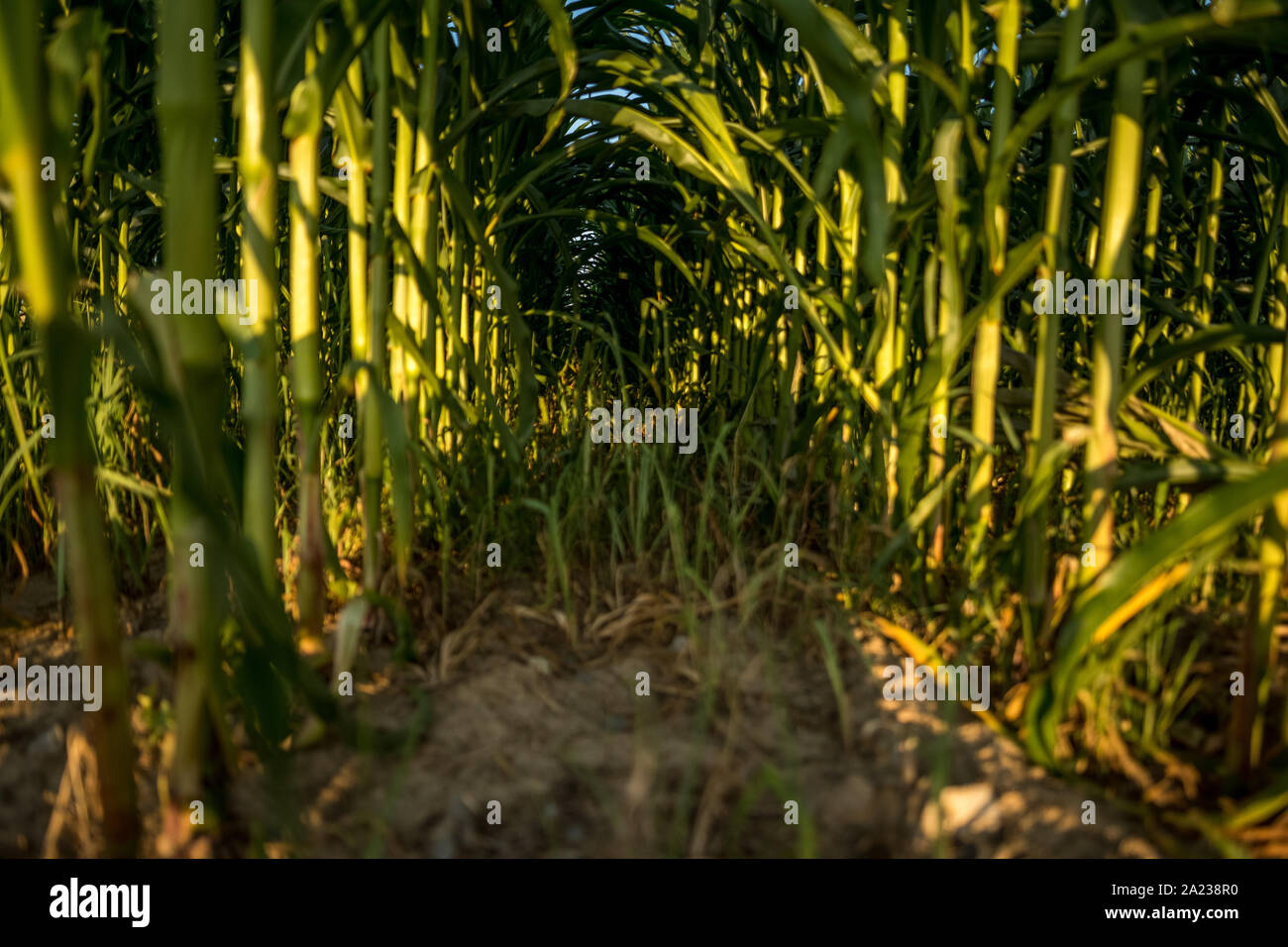 tunnel inside of a corn growing in the field Stock Photo - Alamy