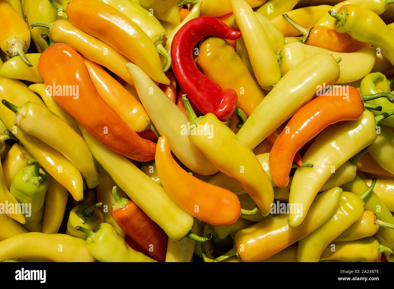 Red, yellow and orange crystal aji, (Capsicum baccatum), close view ...