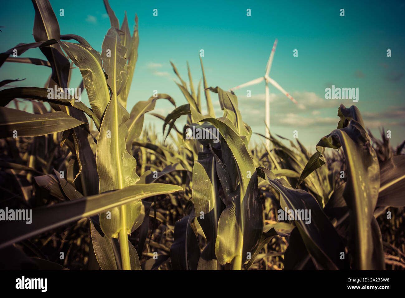 wind turbine producing electricity over field of corn Stock Photo - Alamy