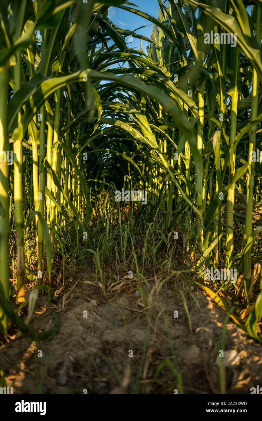 tunnel inside of a corn growing in the field Stock Photo - Alamy