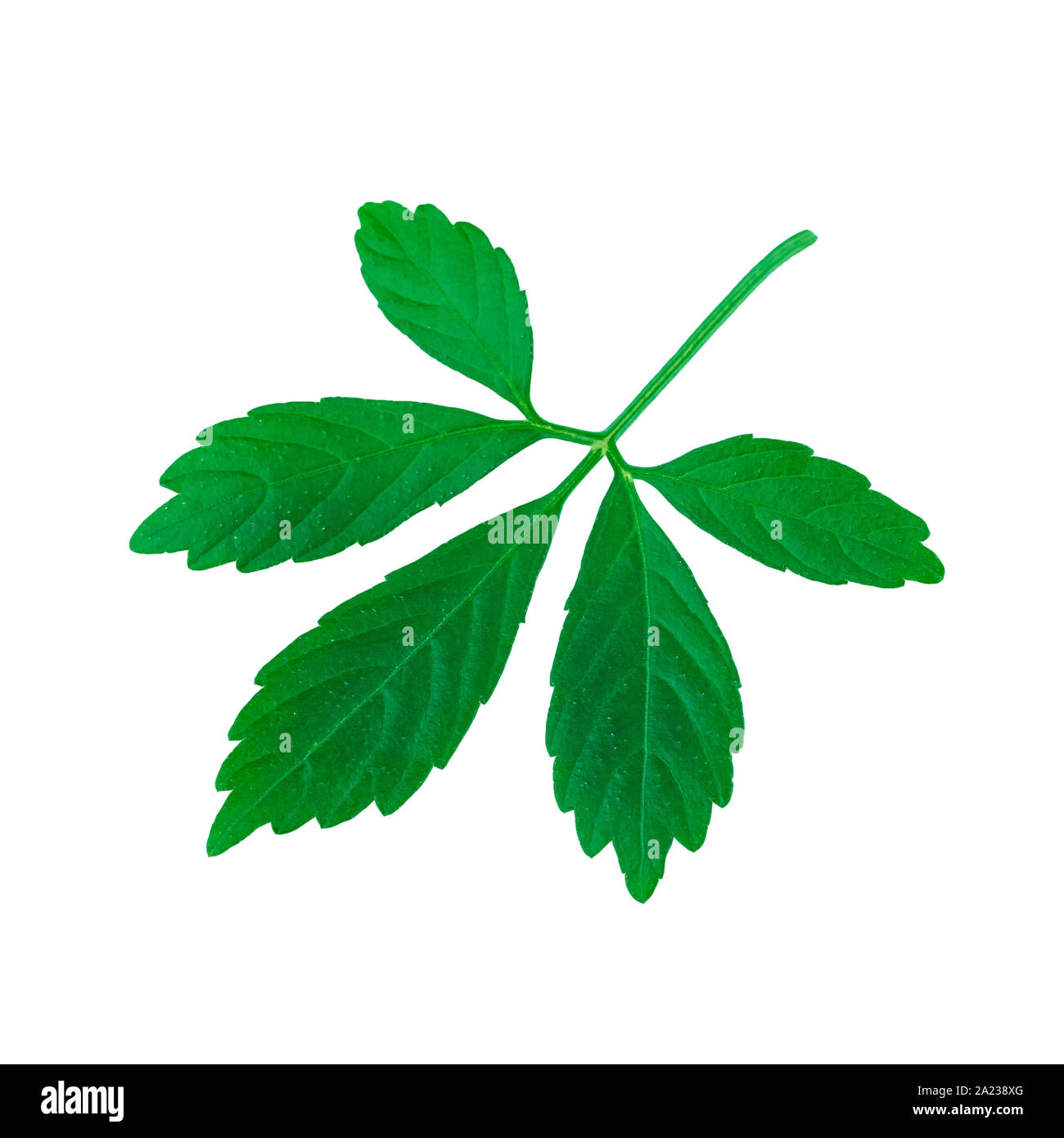 Gynostemma pentaphyllum hi-res stock photography and images - Alamy