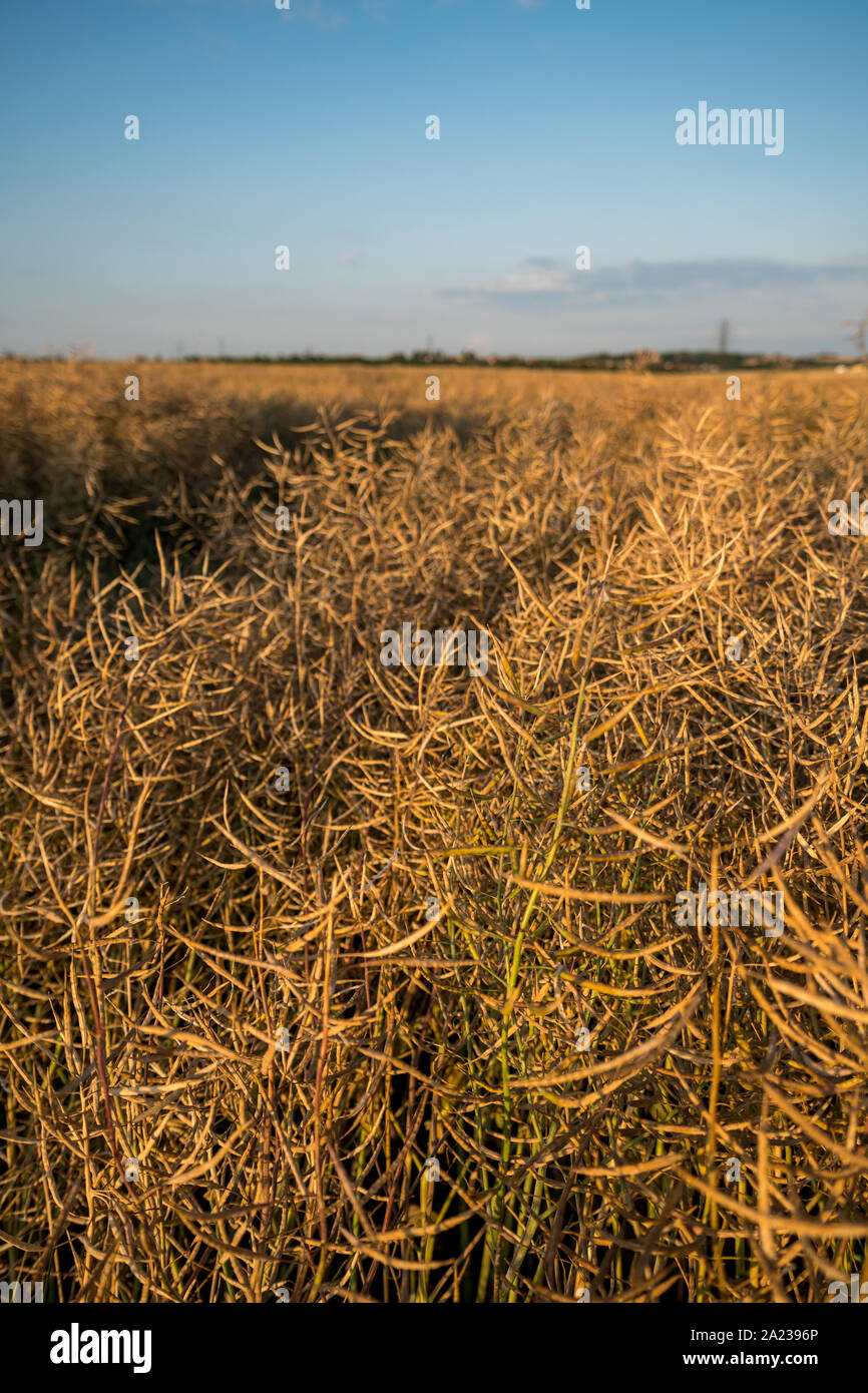 detail of mature canola plant growing in the field at the end of summer ...
