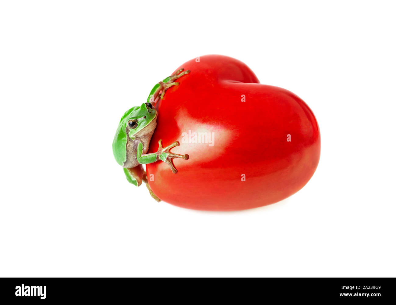 Green frog and red heart isolated on white background. Love or ...