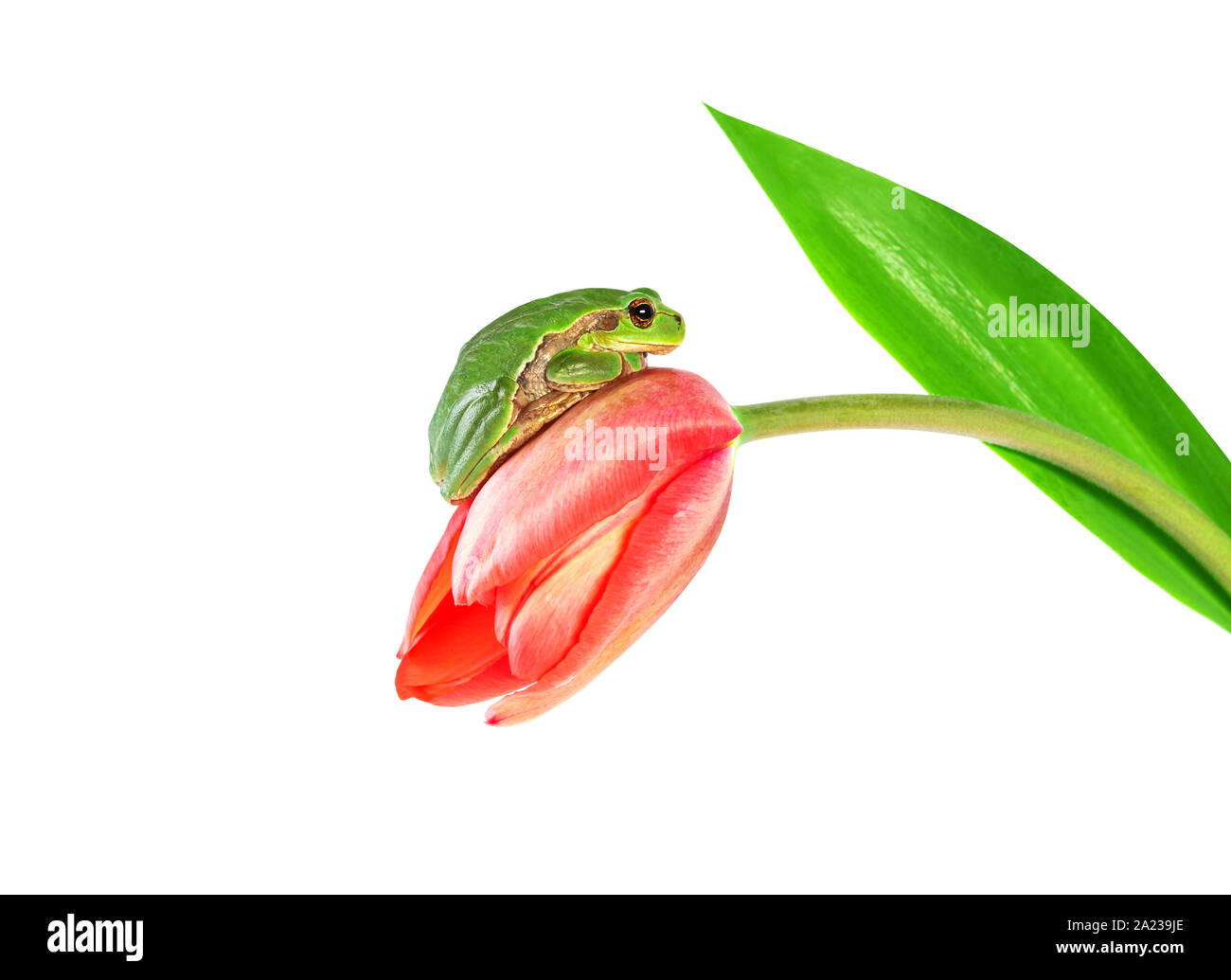 Green frog sitting on tulip flower. Tree frog on pink flower isolated ...