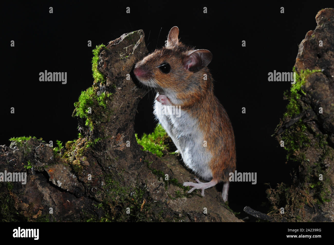 wood mouse apodemus sylvaticus Stock Photo - Alamy
