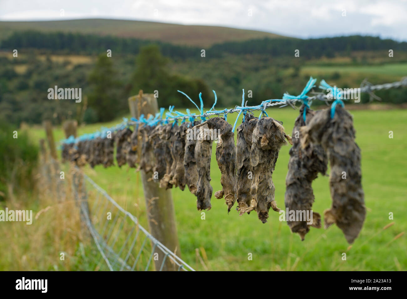 Dead moles on a fence hi-res stock photography and images - Alamy