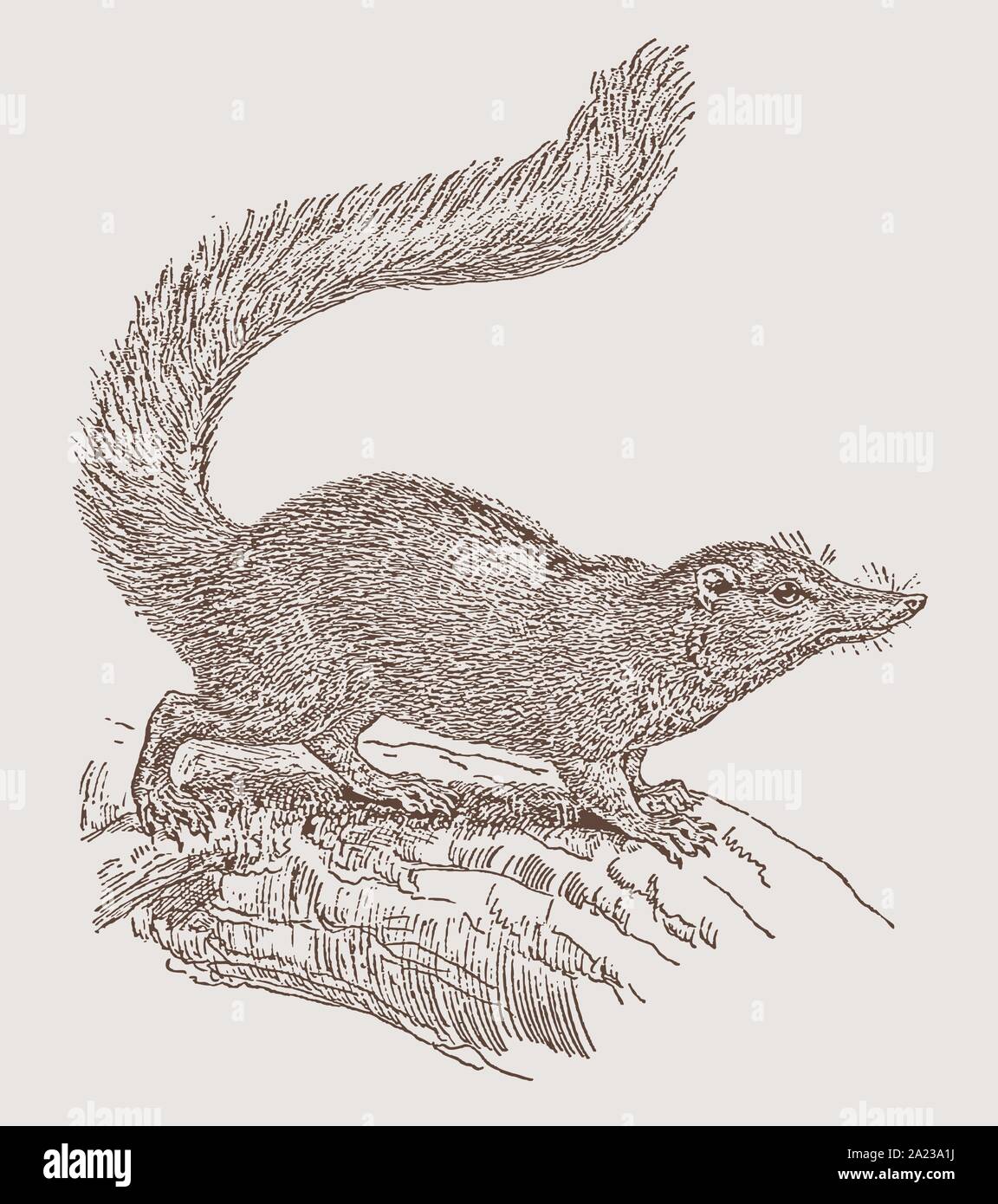 Pygmy Shrew Stock Photos & Pygmy Shrew Stock Images - Alamy