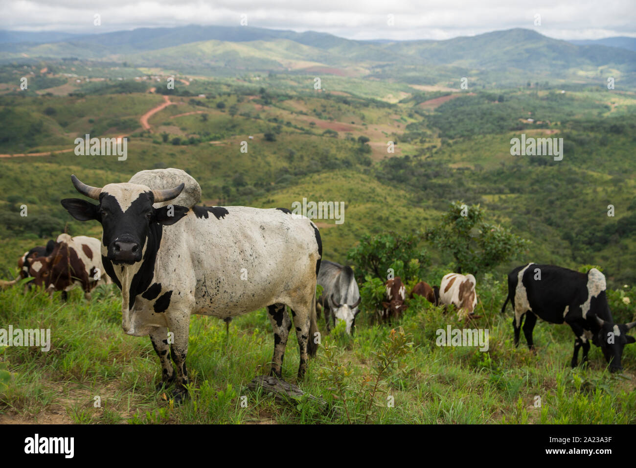 A herd of cows on a hillside in northern Malawi Stock Photo - Alamy