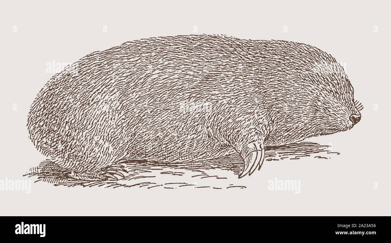 Golden mole Stock Vector Images - Alamy