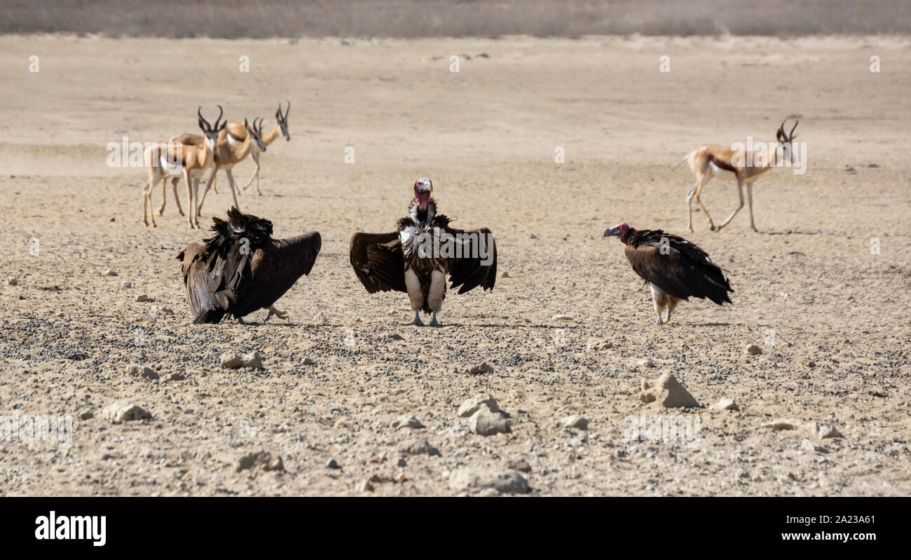 Antelope feet hi-res stock photography and images - Alamy