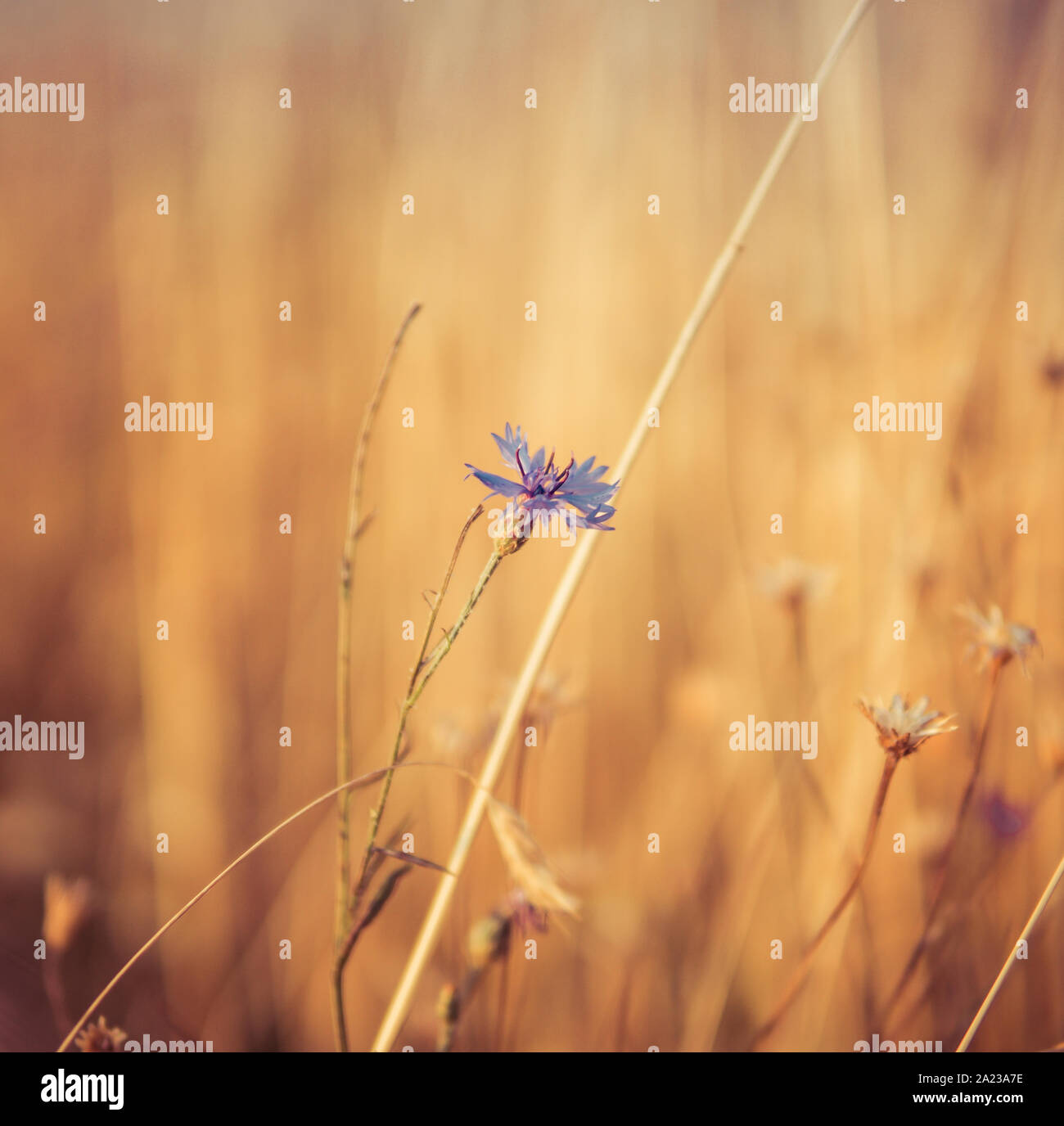 detail of Centaurea flower growing in the field between crops Stock ...