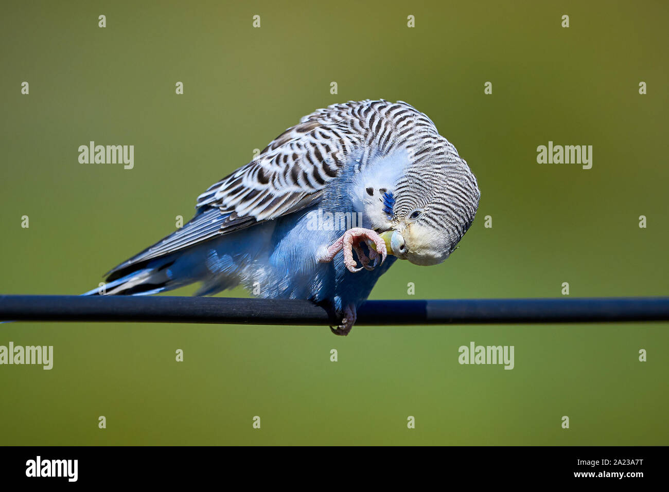 Parakeet Claws