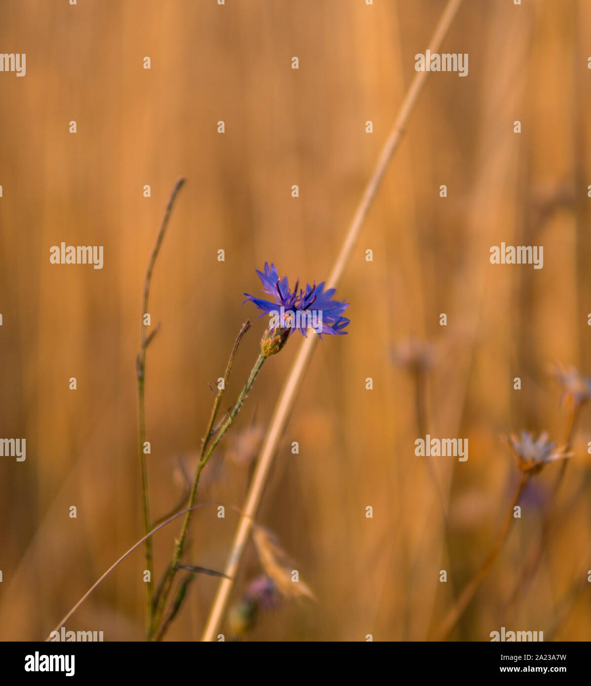 detail of Centaurea flower growing in the field between crops Stock ...