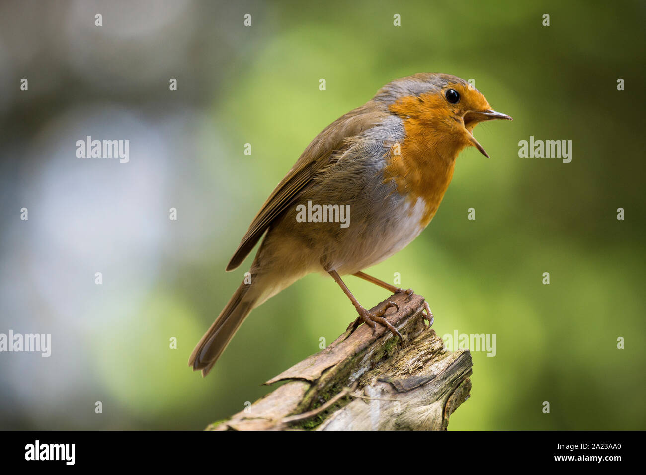 Agressive robin hi-res stock photography and images - Alamy