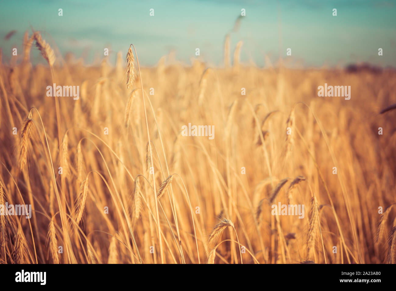 detail of rye cereal plant growing in the field Stock Photo - Alamy