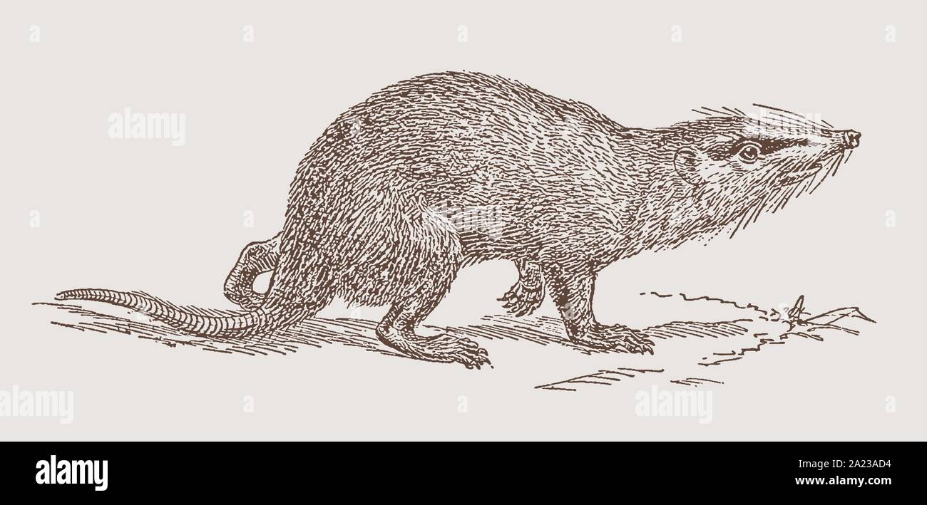 Walking moonrat (echinosorex gymnura) in side view. Illustration after ...