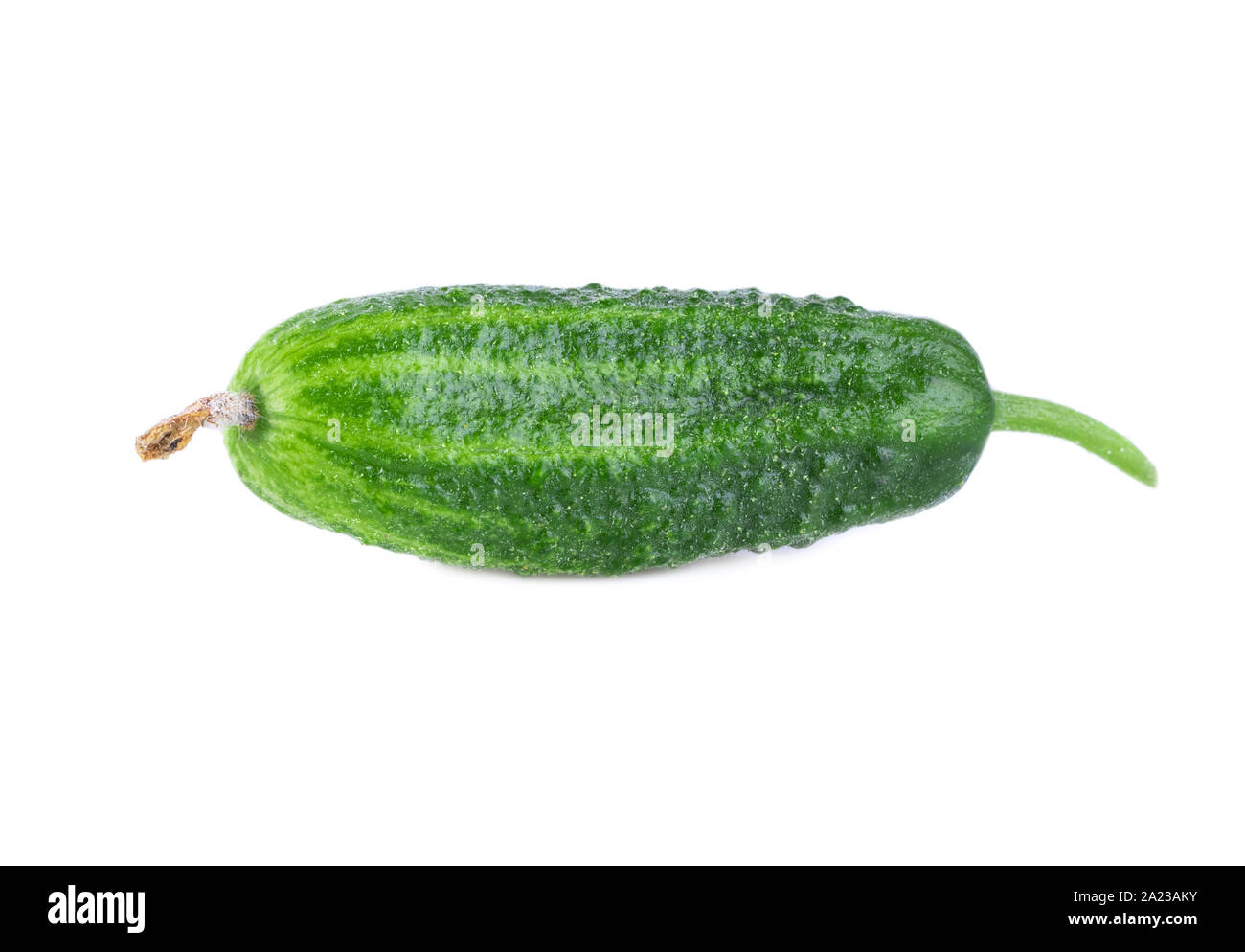 Cucumber. One organic small cucumber isolated on white background Stock ...