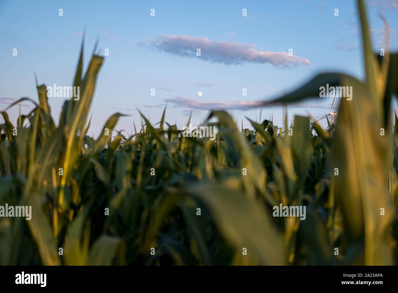 Blue sky over corn field hi-res stock photography and images - Alamy