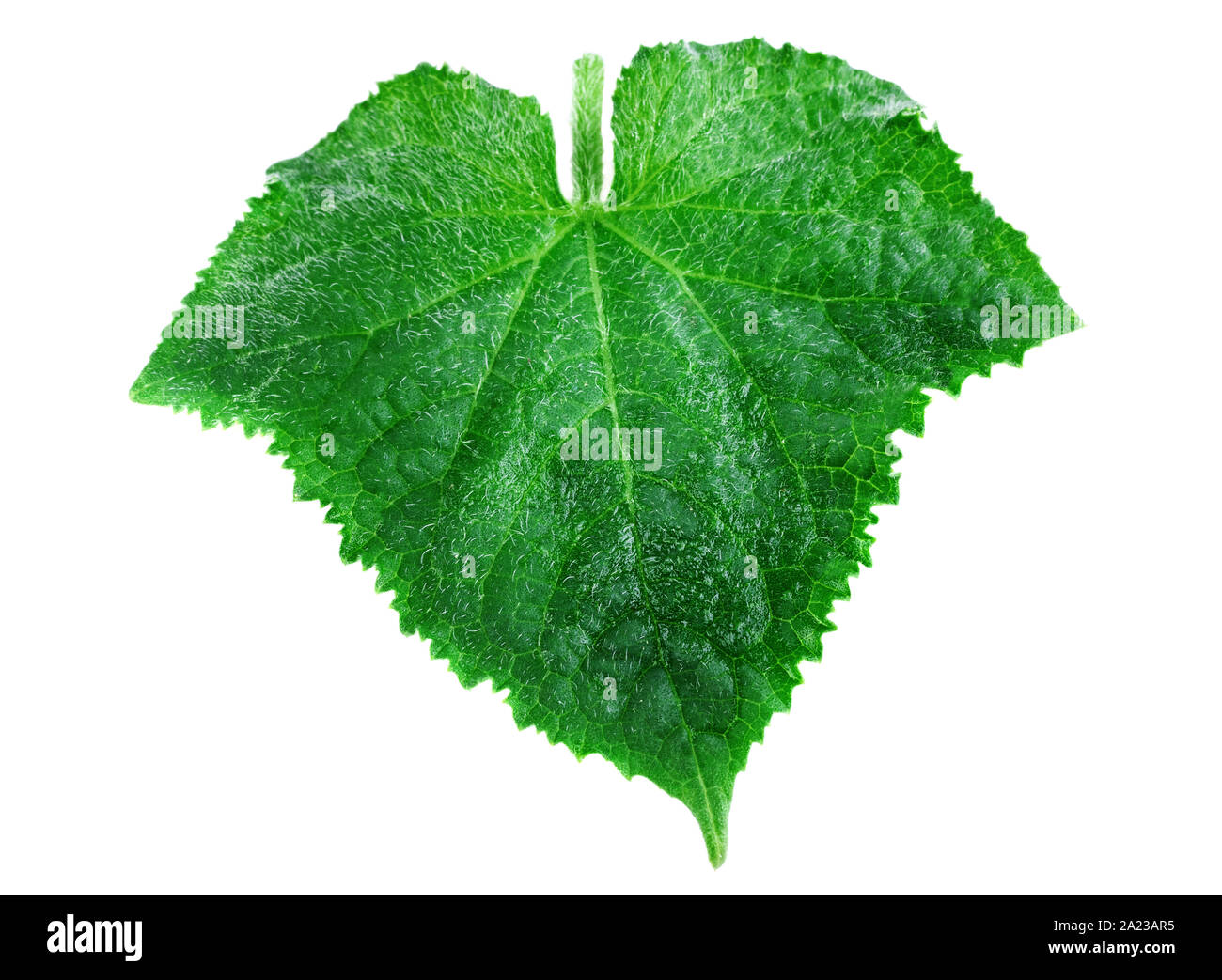 Cucumber leaf. One fresh green leaf of cucumber plants isolated on white Stock Photo - Alamy