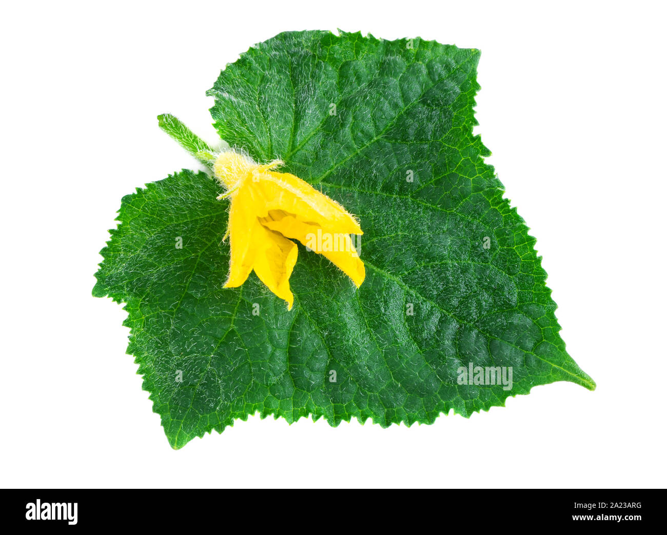 Cucumber leaf with yellow flower of cucumber plants on white Stock ...